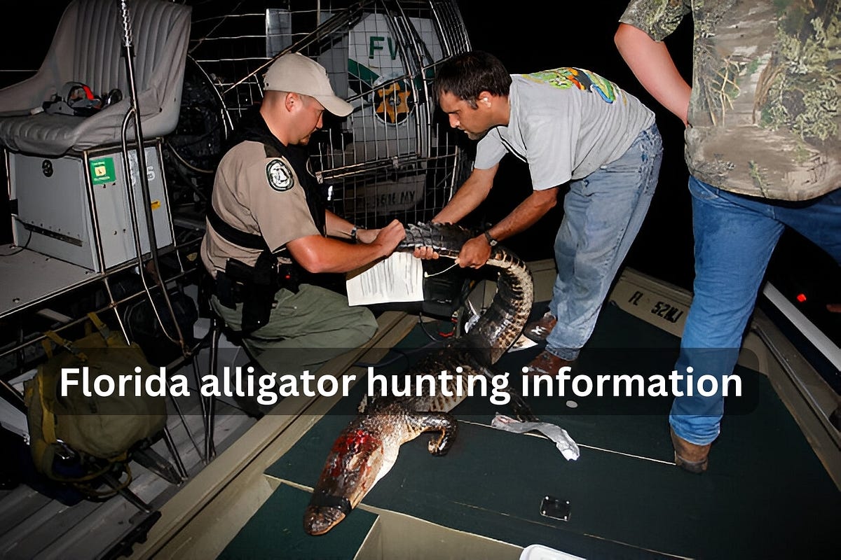 Florida alligator hunting information - Backwoodsairboatadventures - Medium