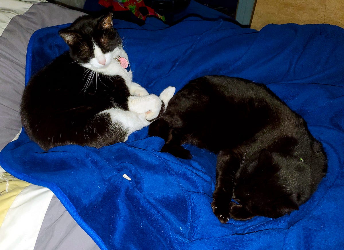 These Two Loathe Each Other - Catness - Medium