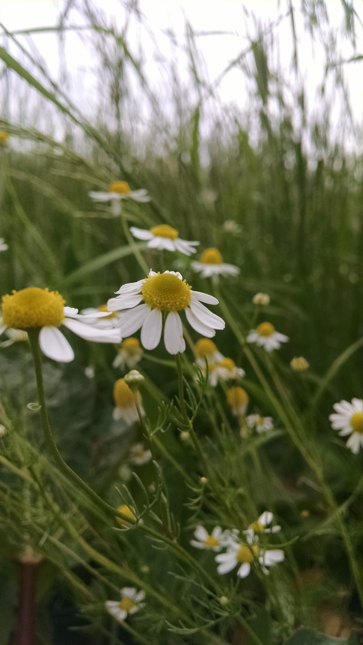 Lay me down. (photo, my own) | by Tonya Renee | Medium
