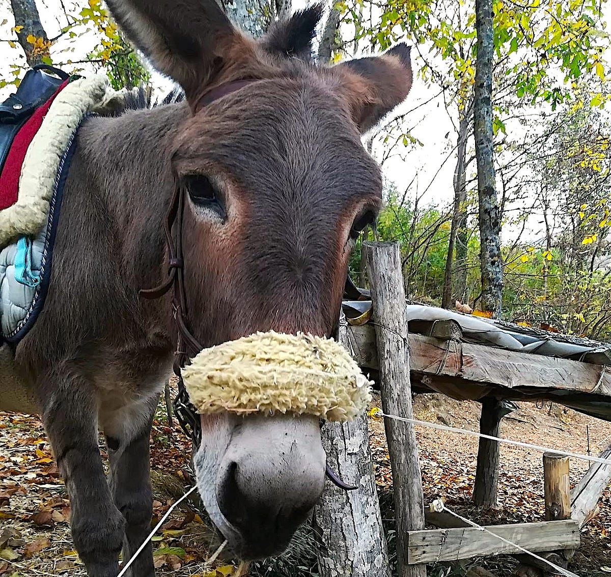 Tuscany: Donkey trips in the Casentino Forest National Park | by ...