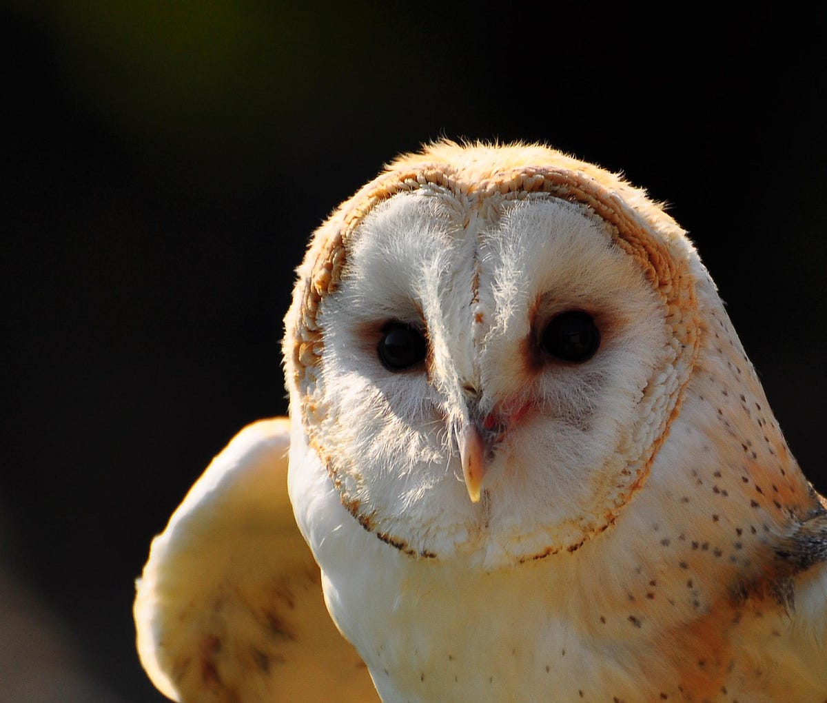 Howey the Owl. Ate the red fox who jumped crossed the… | by Mary ...