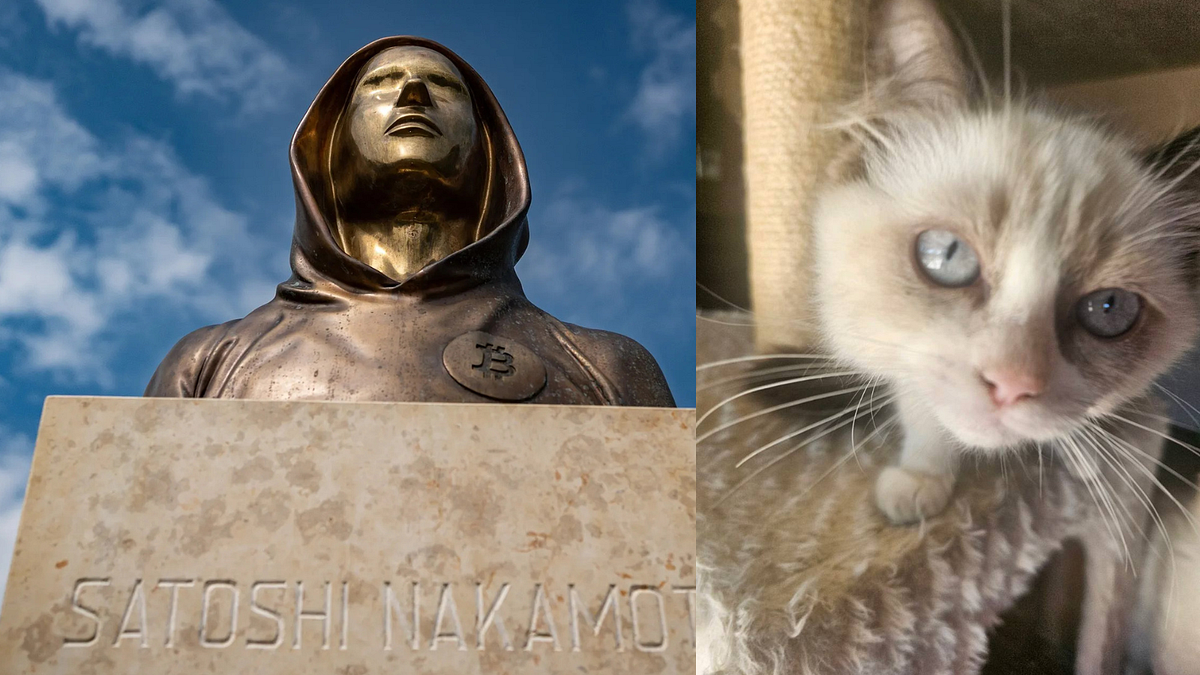 Did Satoshi Nakamoto Have a Cat? The Mystery Behind the White Feline ...