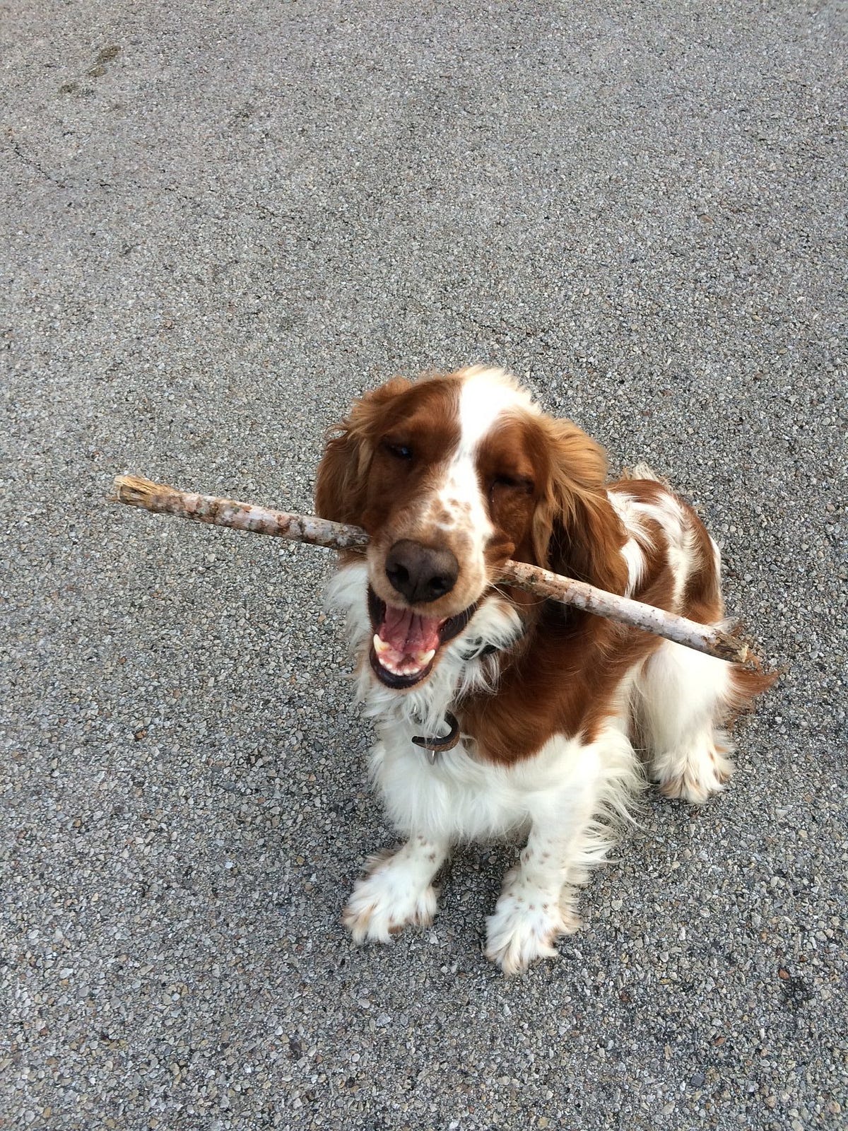 Epilepsy dog and the future. How my dog got diagnosed…or at least… | by ...