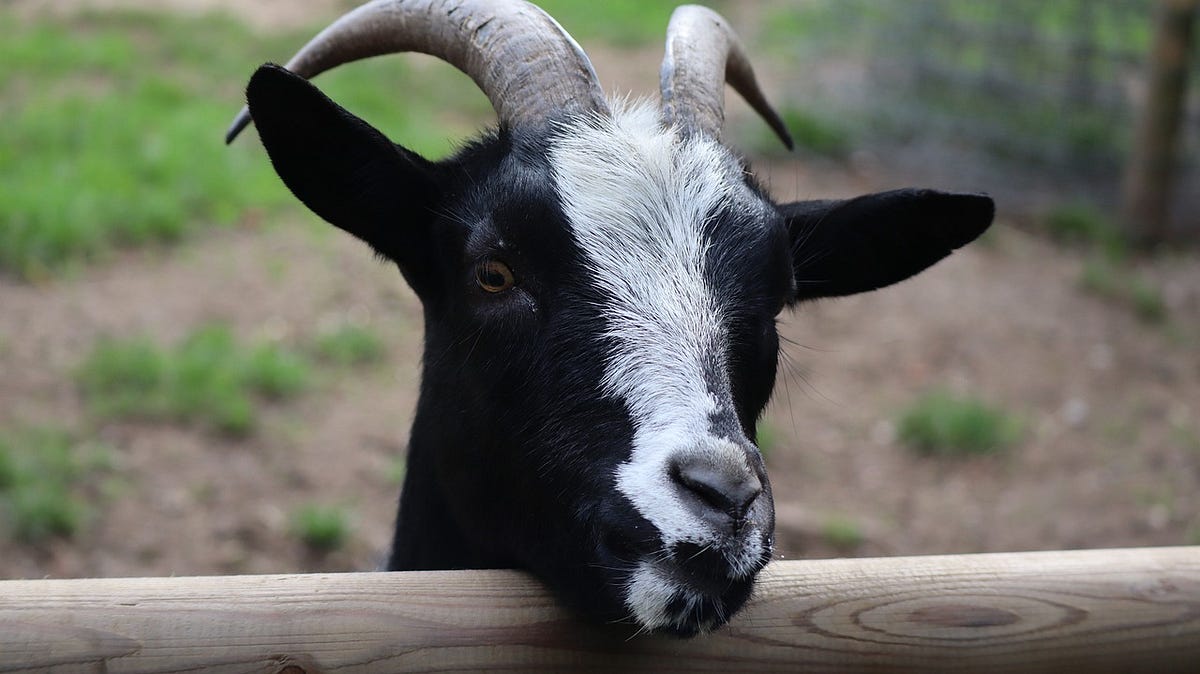 Inilah Analisa Ternak Kambing. Analisa ternak hewan kambing adalah ...