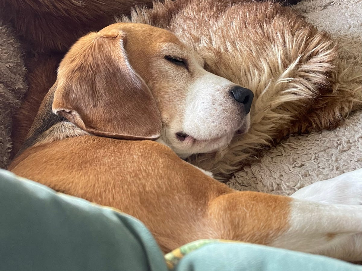 Losing a dog.. We lost Walter at 10am in Gisburn… | by My 2 Planks ...