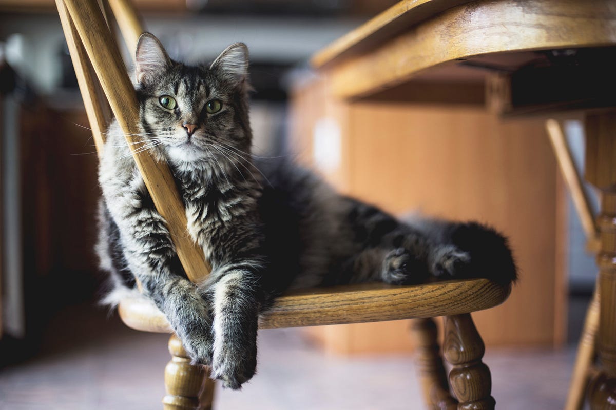 My Cat Acts Like FBI’s Most Wanted Fugitive, and Yours Might Be Too ...