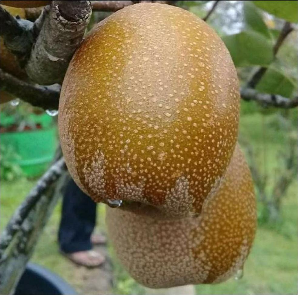 Bibit Buah Pir Asia Garut Terlengkap | by Jogokaryo Gardener | Medium
