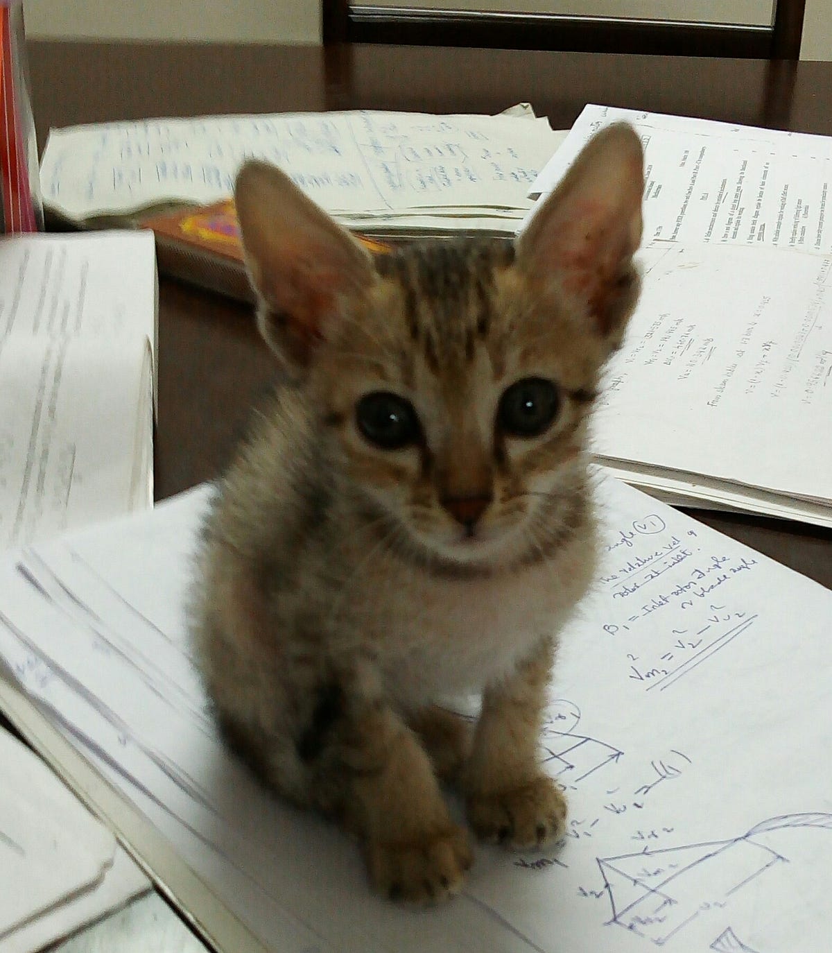 My cuty Kitty.. I was walking down the alley the other… | by Dead | Medium