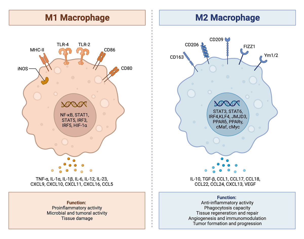 Modeling How Local Tissue Microenvironments Shape Macrophage Fate in ...
