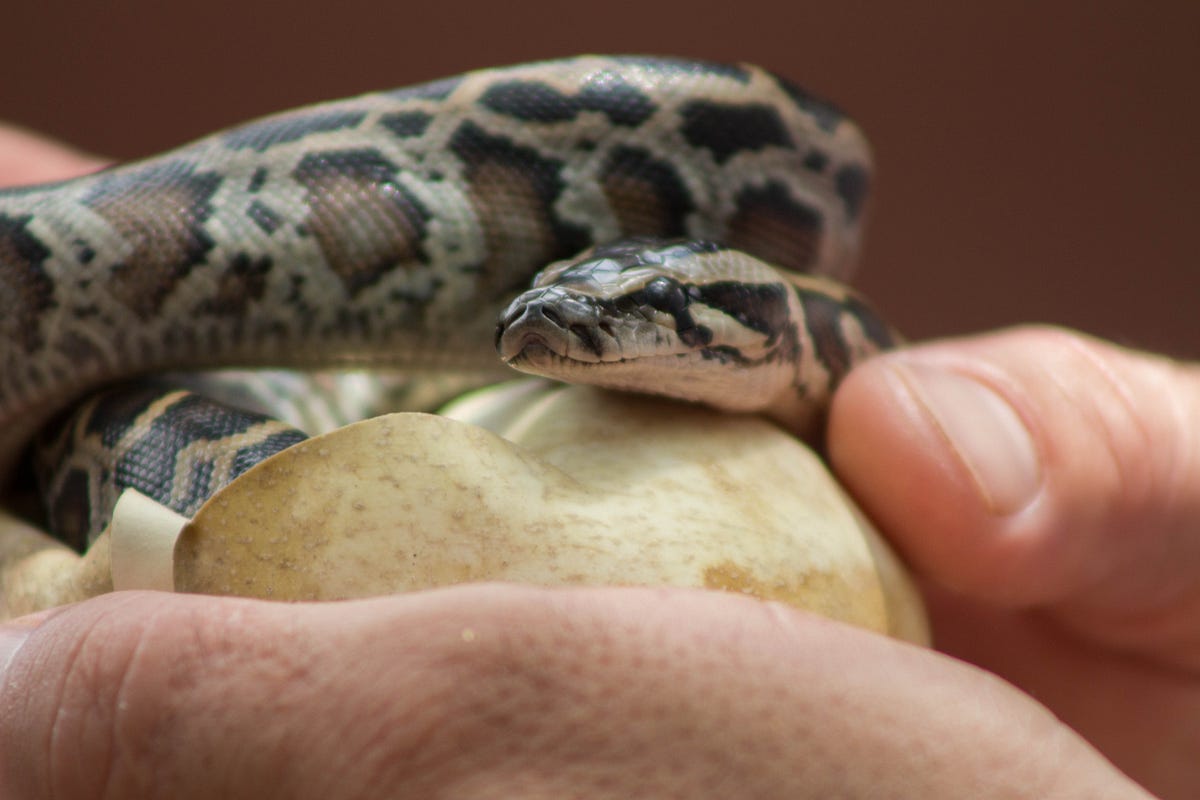Burmese python hatchlings on the move | by Conservancy of SWFL ...