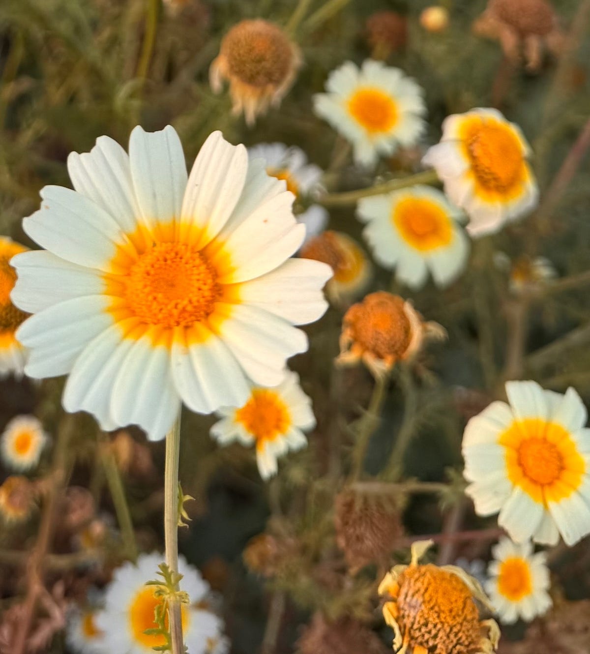 Ser ou Não Ser — Parte da Família | by Fiora Lenz | May, 2025 | Medium