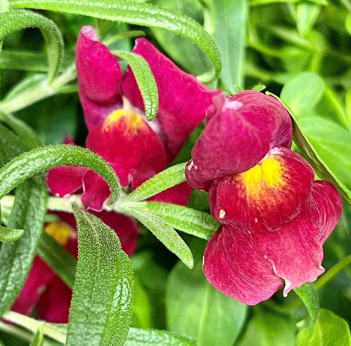 Snapdragon Beauty.. Snapdragons, Visual Symphonies Evoking… | by Dr ...