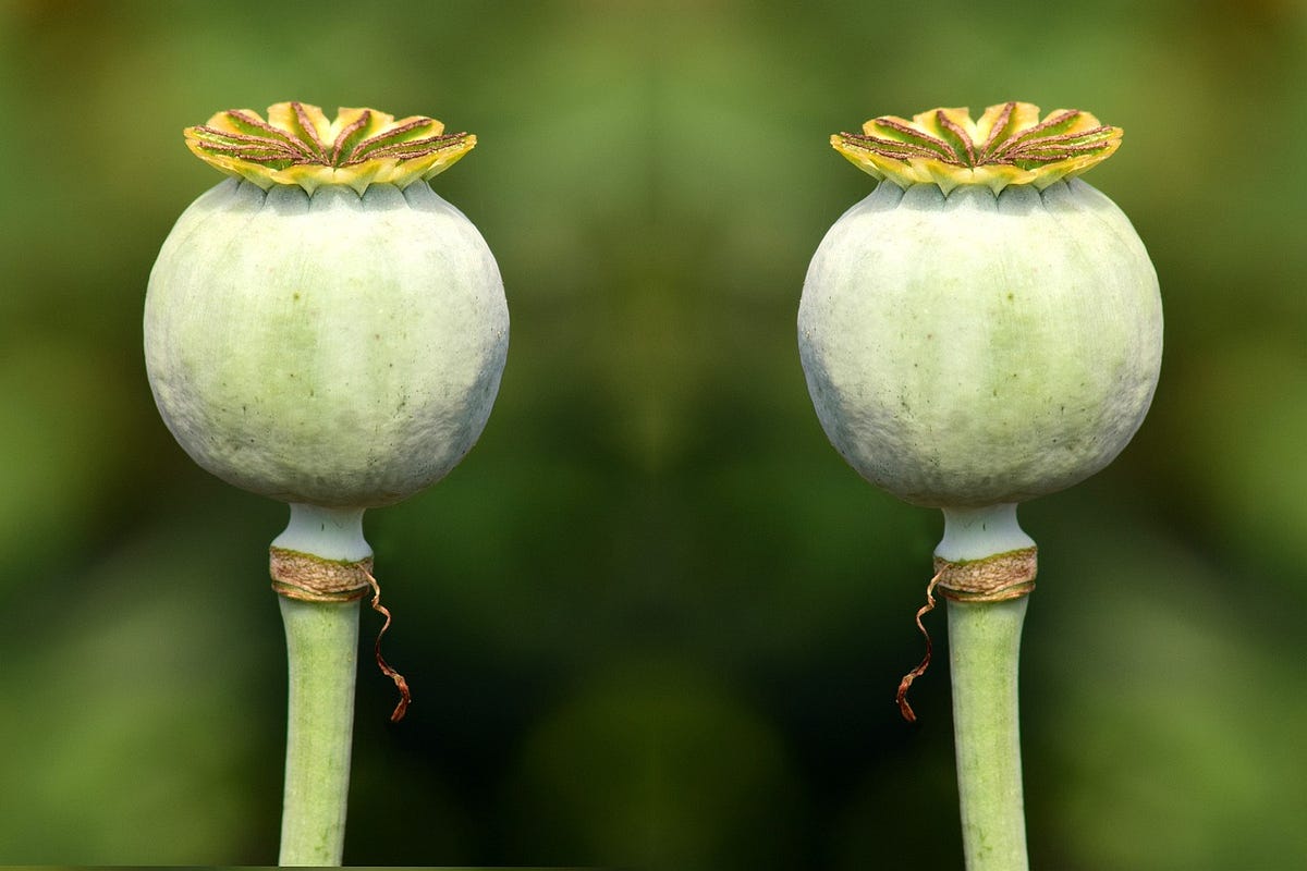 Latest cloning strategies. Cloning is the process of generating… | by ...