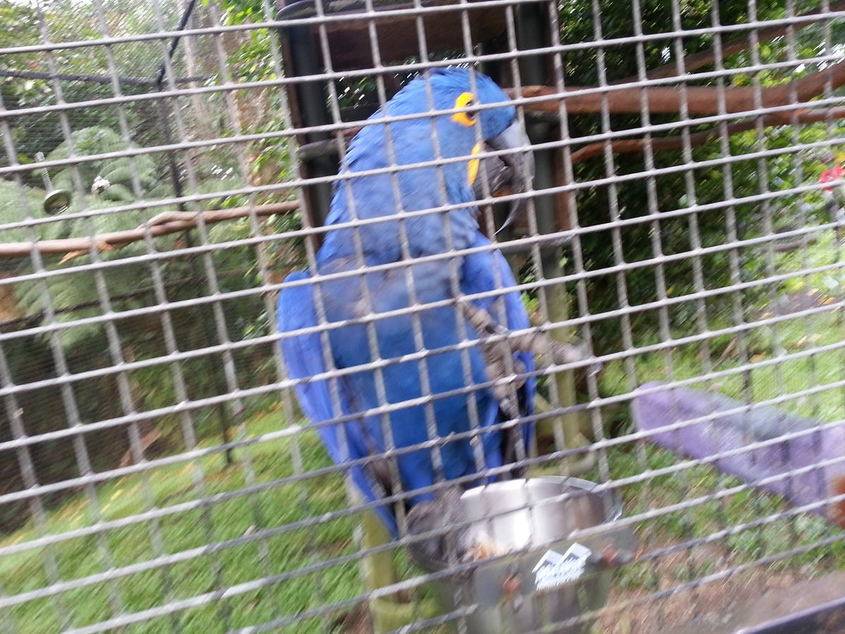 Blue Union Earth, Please. I just realized we need a Blue Union… | by ...