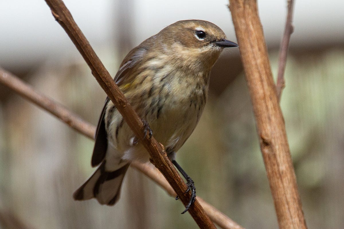 The Brown Bird Of Hope. As Emily Dickinson Once Said, “Hope Is… | by ...