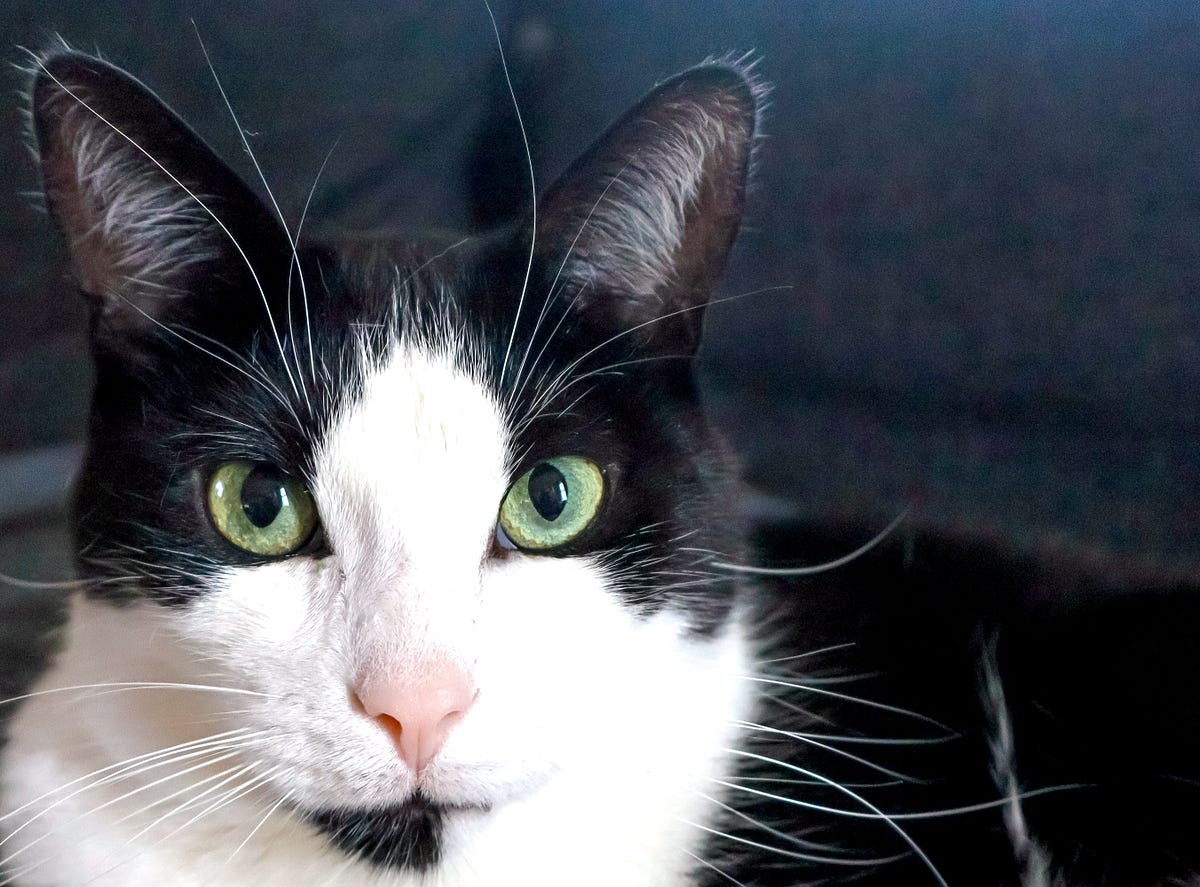 The Loudest Cat In The World.. About 3 years ago, my husband told me ...