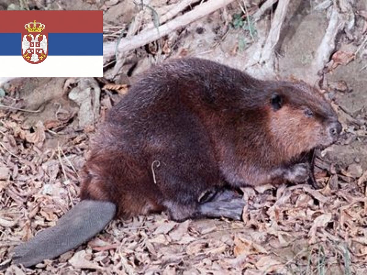 The history of Daddy Beaver!. The 13 October of many years ago a… | by ...
