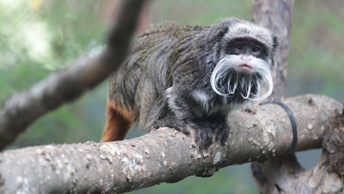 Dallas Zoo. A Day at Dallas Zoo: Texas’ Largest… | by OT BB | Medium