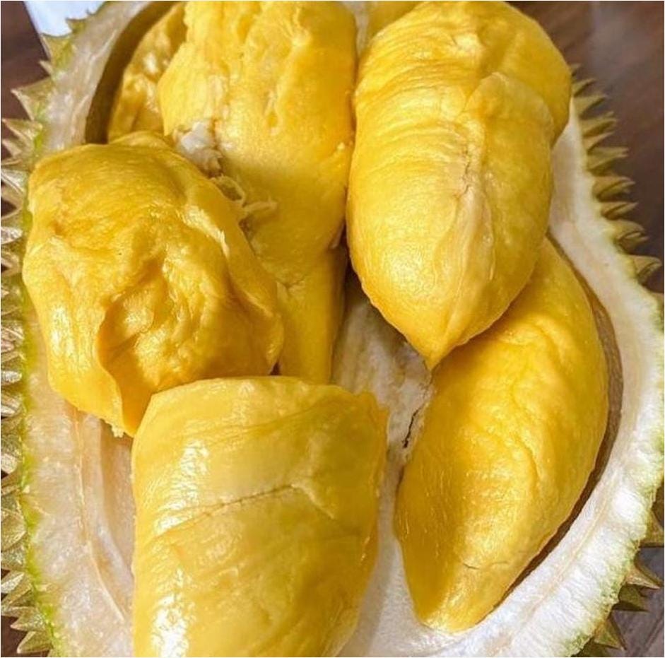 Pohon Durian Tinggi 1 Meter Bibit Buah Lay — Lai Okulasi Ready Stock ...