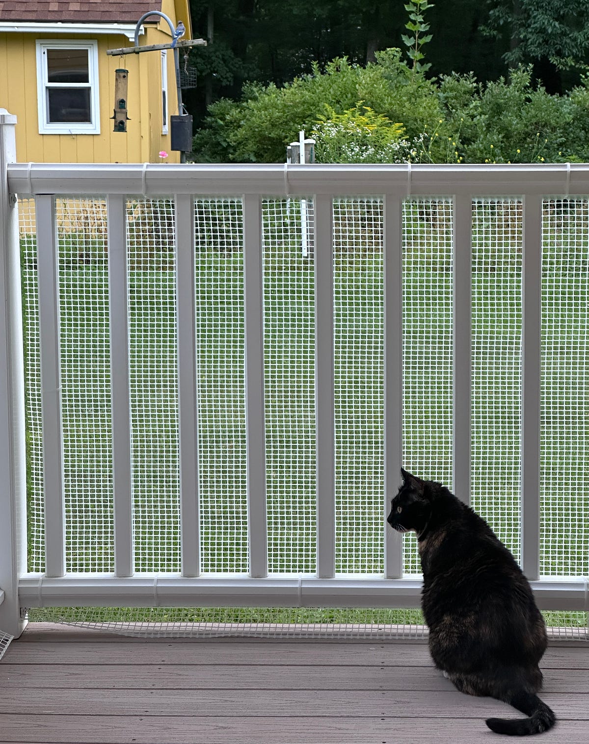 The Indomitable Feline. A Prose Poem — Nature Calls, But She… | by Sam ...