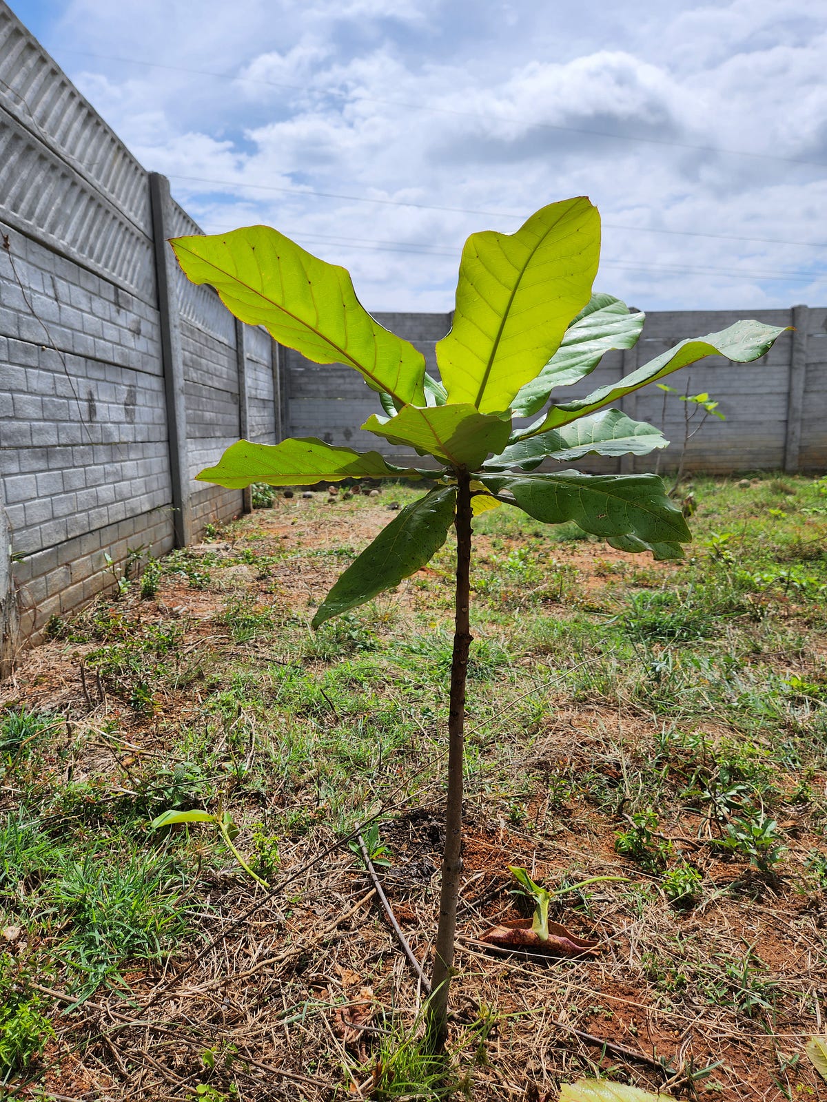 Kadu badami at Plotfarm I’m Kadu badami plant at Plotfarm. My origin is ...