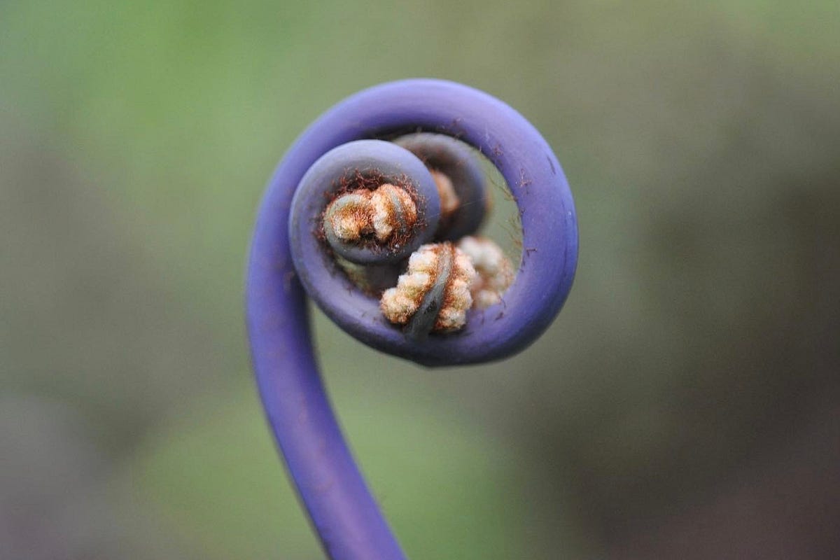 Unfurling. Today I faced something that has… | by Steven Benfield | Oct ...