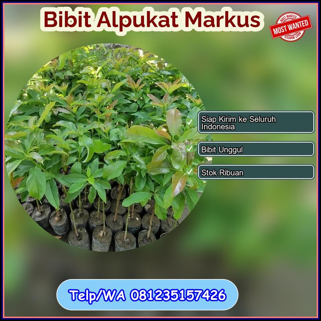 Harga Bibit Alpukat Markus Kota Gorontalo | by mirza bibit | Jul, 2023 ...
