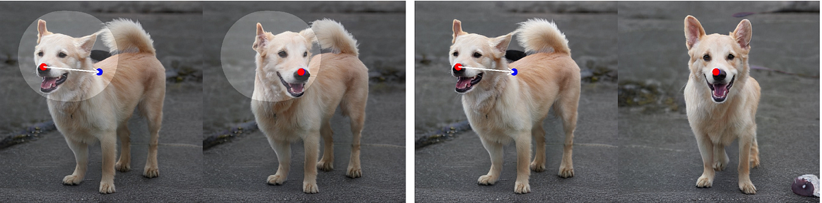 DragGAN: Transforming Image Editing with AI | by Dave Martin | Medium