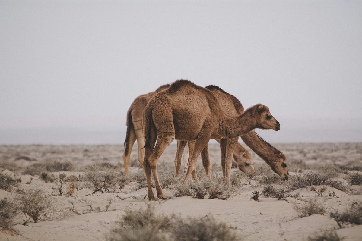 Life in the Desert: How Animals Survive Extreme Conditions | by Global ...