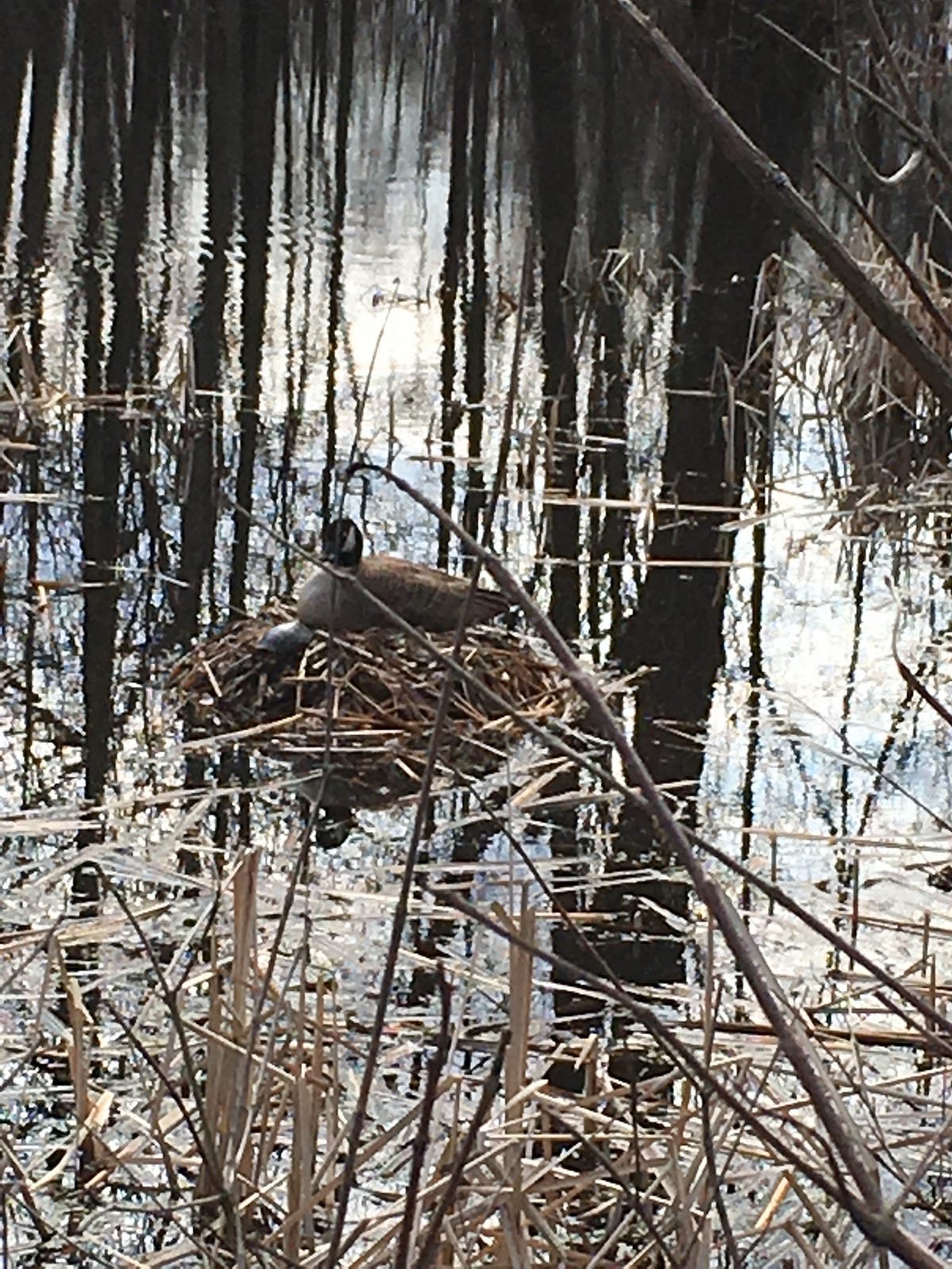 Blessings of a Vernal Pond. Blessings of a Vernal Pond -Vernal… | by ...