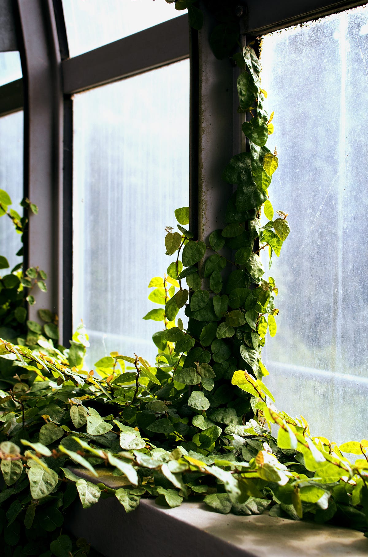 Plant Communication. Plants can talk to each other! | by Dan ...