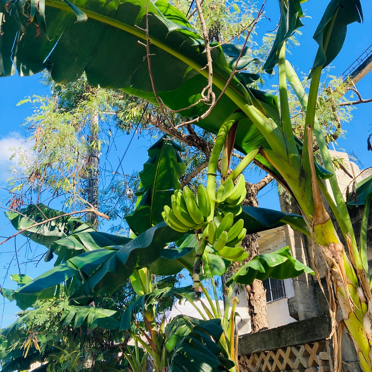 This is about trees, friendship, and God | by Dee | Medium