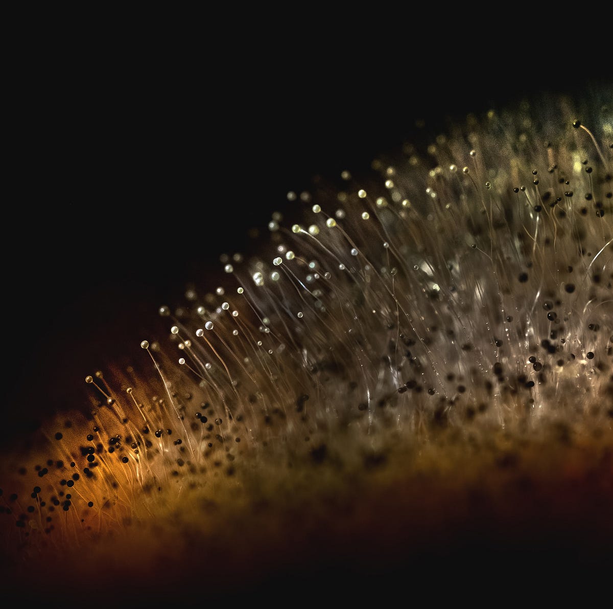 The 3 Most Common Hydroponic Diseases | by Jessica Mckeil | Medium