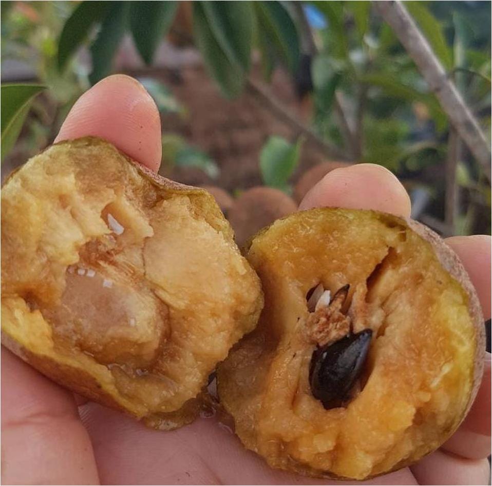 Bibit Sawo Varigata Tanaman Buah Rembang Berkualitas | by Amny Kamboja ...