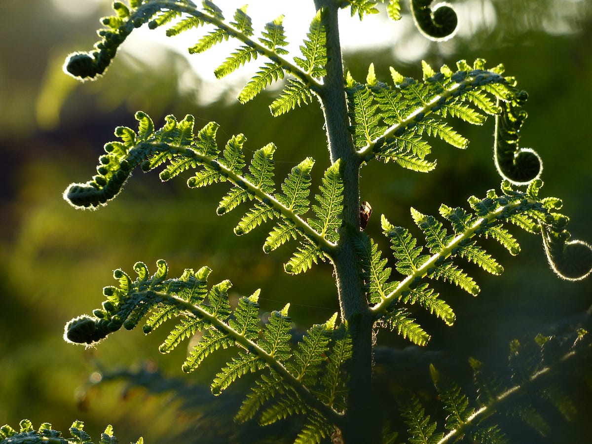 Fiddlesticks. Ferns belong to a group of more than… | by Isabella ...