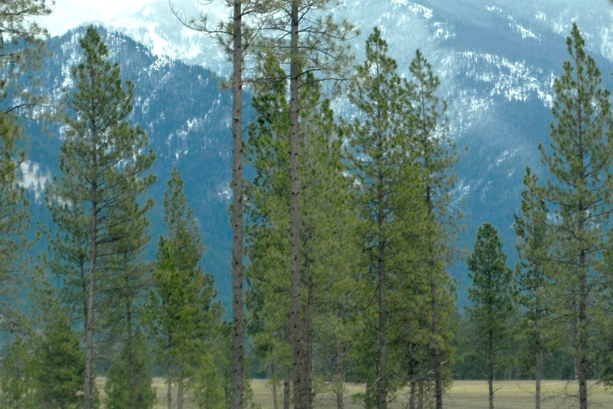 Forests. Trees. Are Those My Only Choices? | by CJ Amberwood | JUST ...