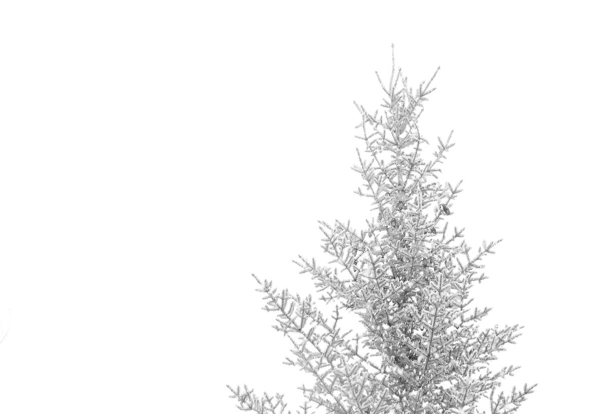 Pine Trees. A poem | by Micah Josiah | Scribe | Medium