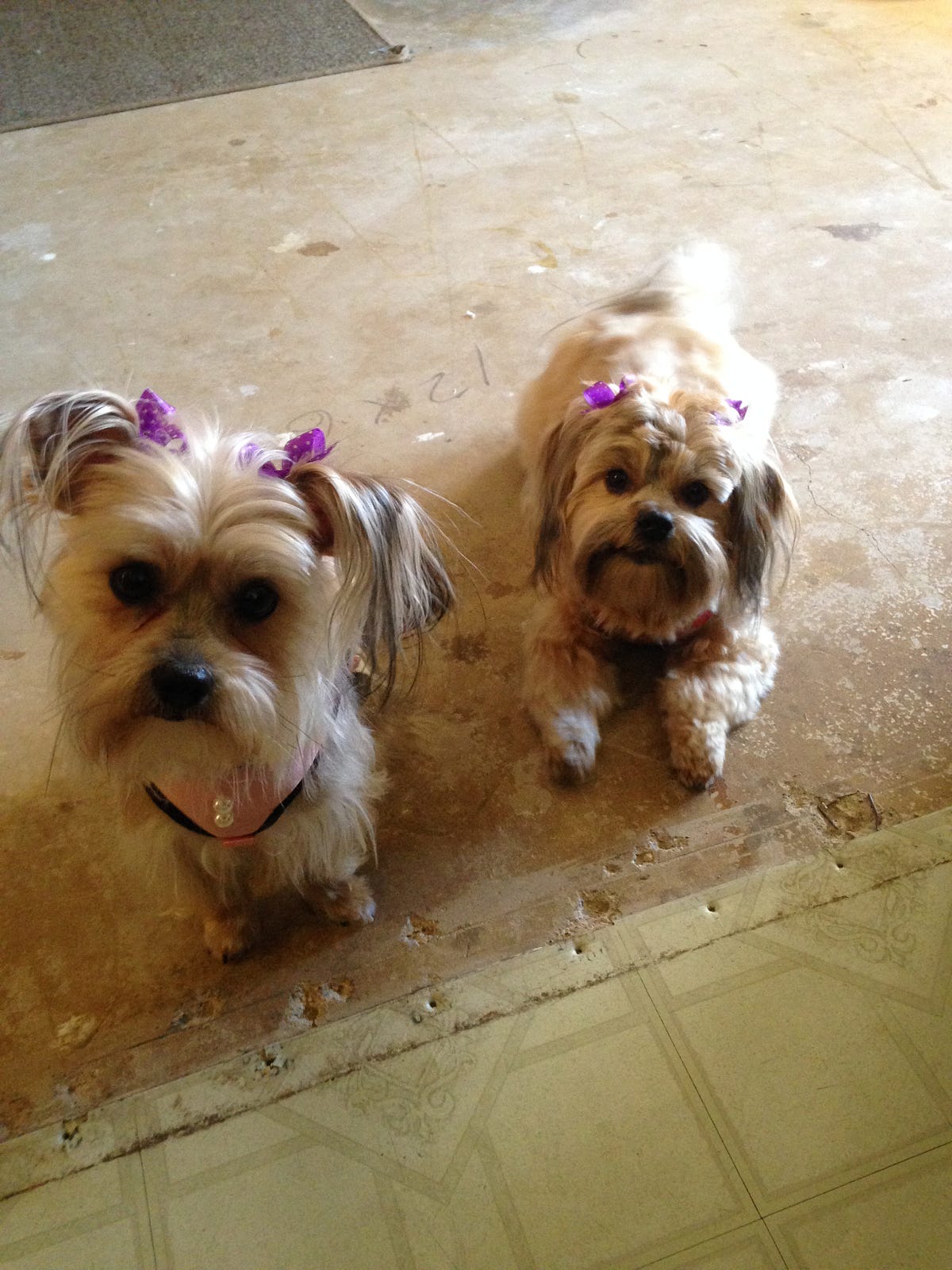 Distractions. Besides the fact that I’m once again… | by Kim Smyth ...