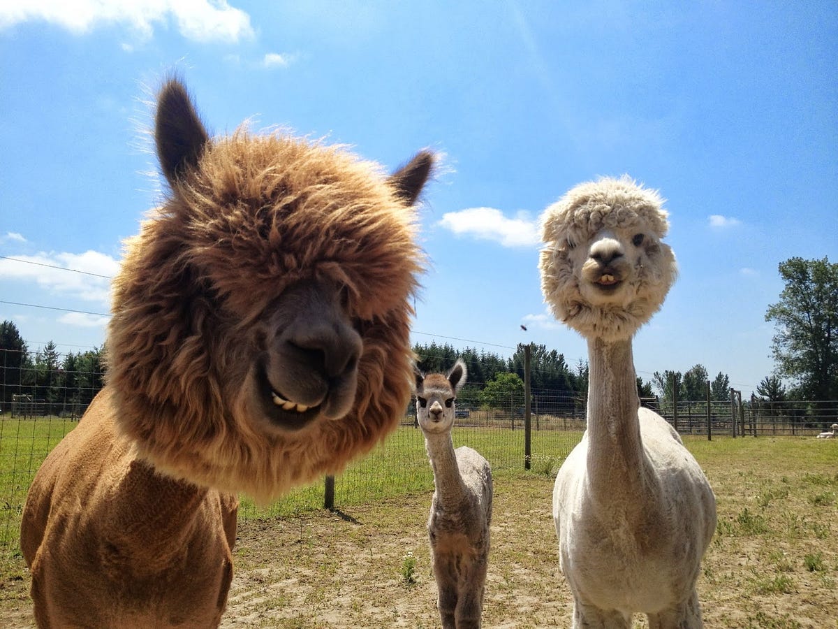 Create Alpaca.js custom fields. An example to customize fields in… | by ...