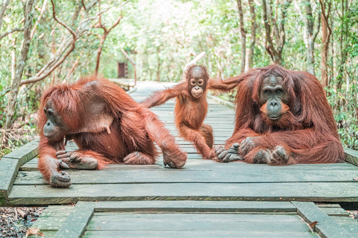 Finding wild orangutans in Borneo | by Shohei Yoshida | Medium