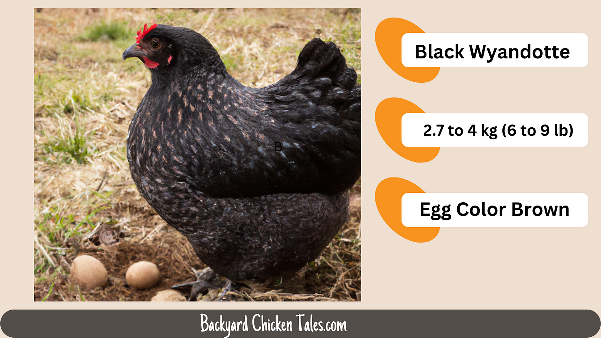Discovering the Wyandotte Chicken: A Jewel in the Poultry World | by ...