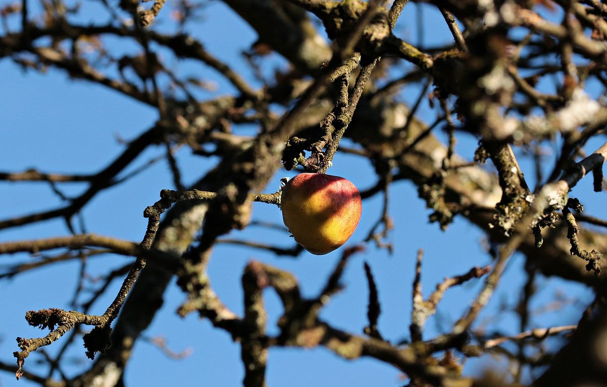 Where The Apple Tree Dies Part 7. A Henry James Series By P.G. & Sharon ...