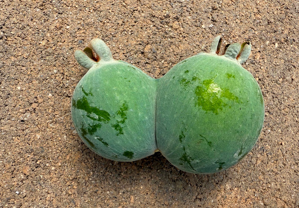 The Conjoined Fruits and Vegetables! | by Dr. Seema Patel (PhD) | Short ...