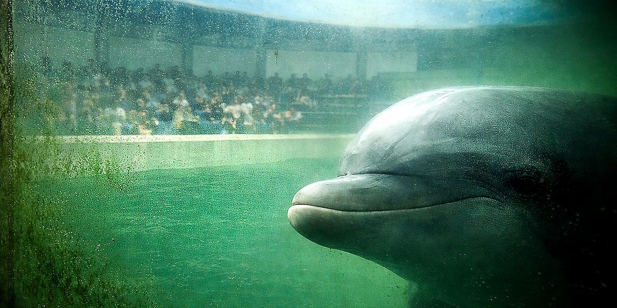The Dolphin Company. The Rise and Fall of the World’s… | by Robert V ...