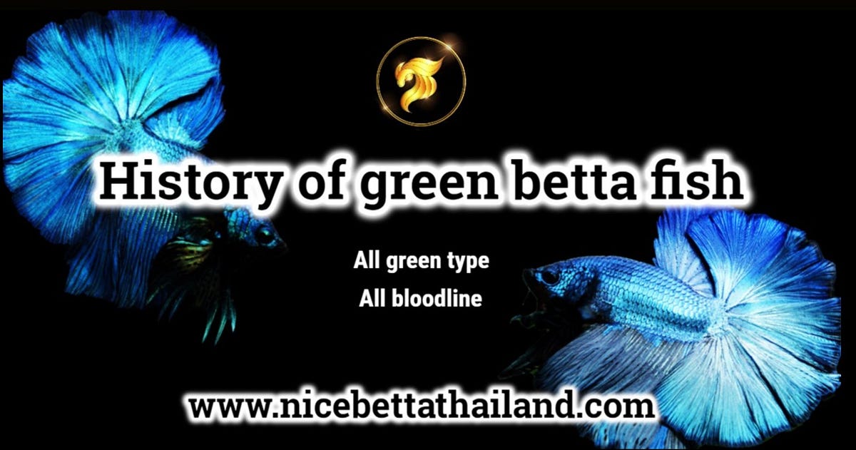 History of green betta fish - Nice Betta Thailand - Medium