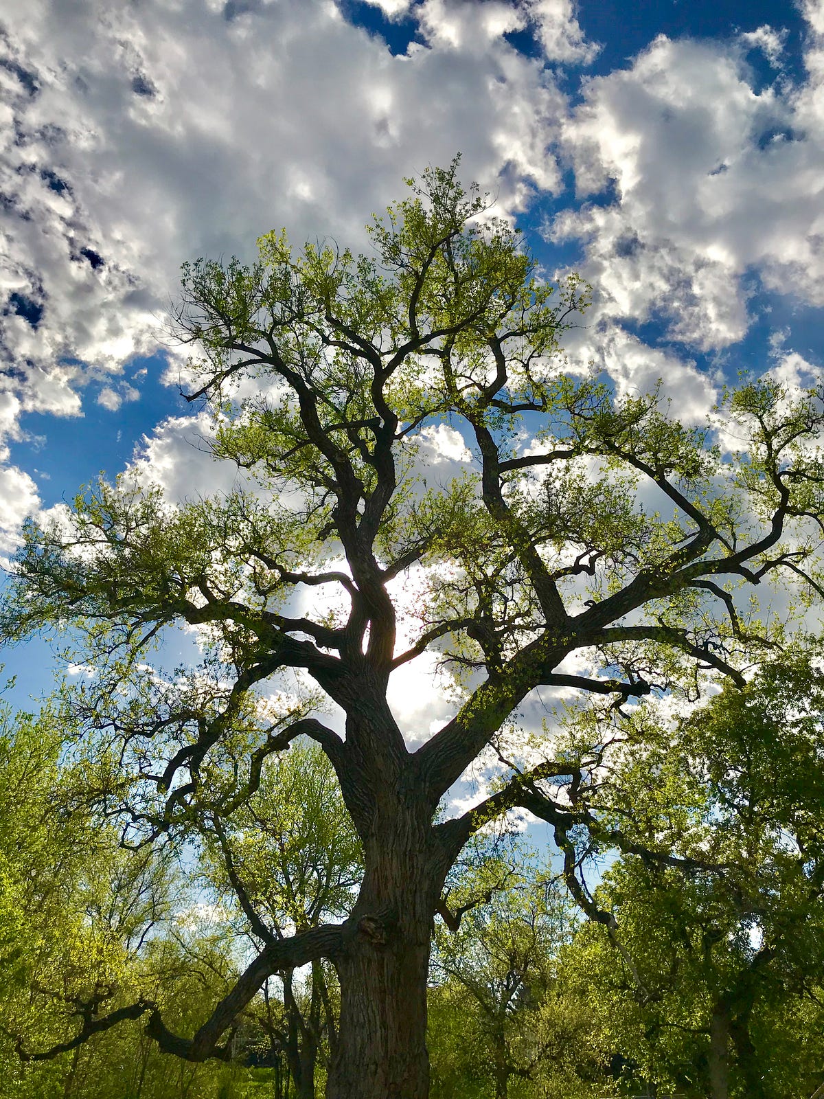 Ascent from Chaos: A Dream of Love and Renewal | by Christian Rhea | Medium