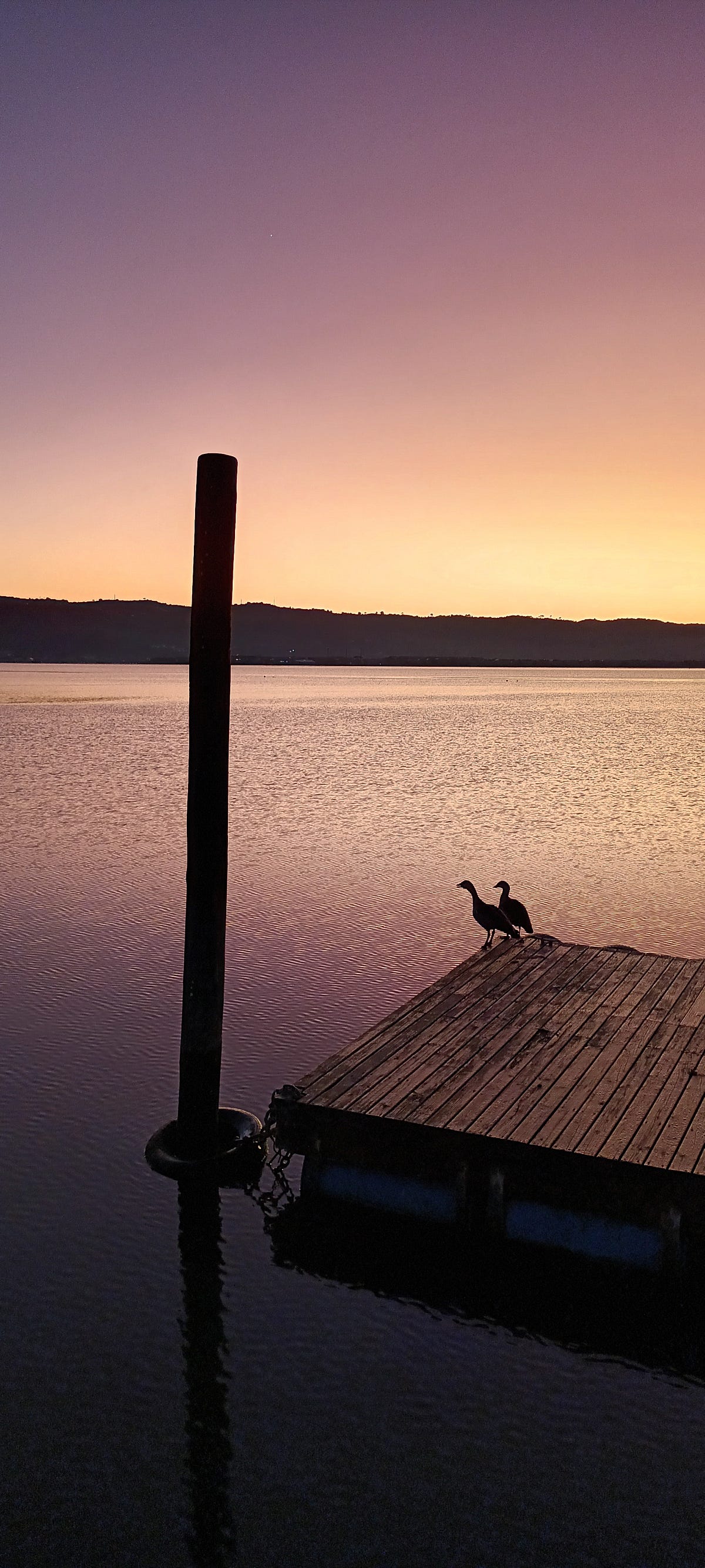 Packaged in Mystery. A swallow crouches on the block… | by Silkeheiss ...
