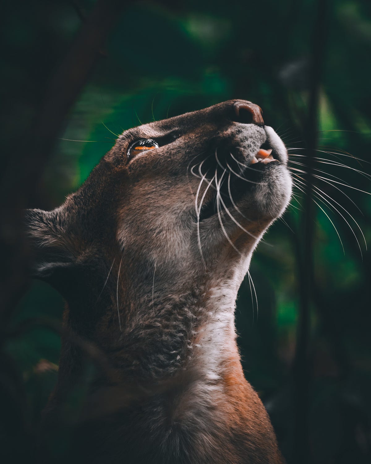 Belize Fauna Fotodoc (1): Capturing Mammal Wonders | Fox Foto Co | Medium