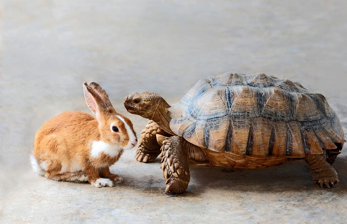 Floyds Tortoise And Hare Algorithm With Ts By Gikunda Mbiriri Aug 2023 Medium
