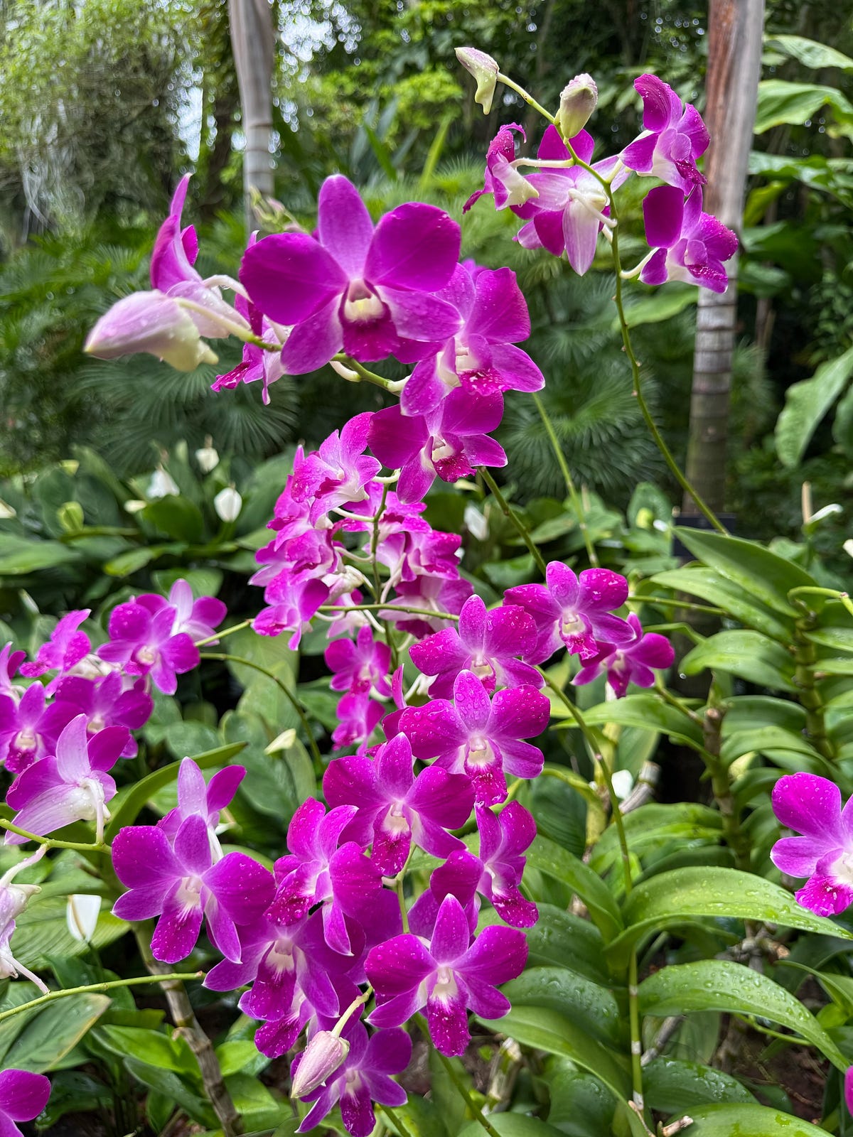 I Finally Made It ToThe National Orchid Garden | by Shanti C K ...